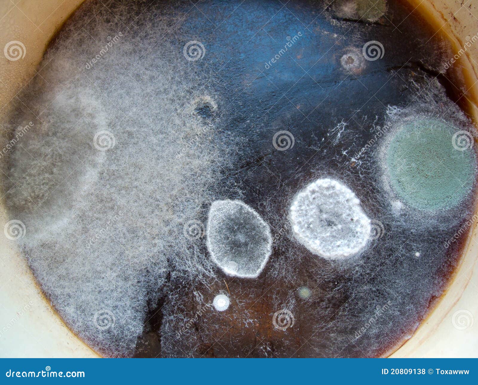 Close-up image of a mold stock photo. Image of hyphae - 20809138