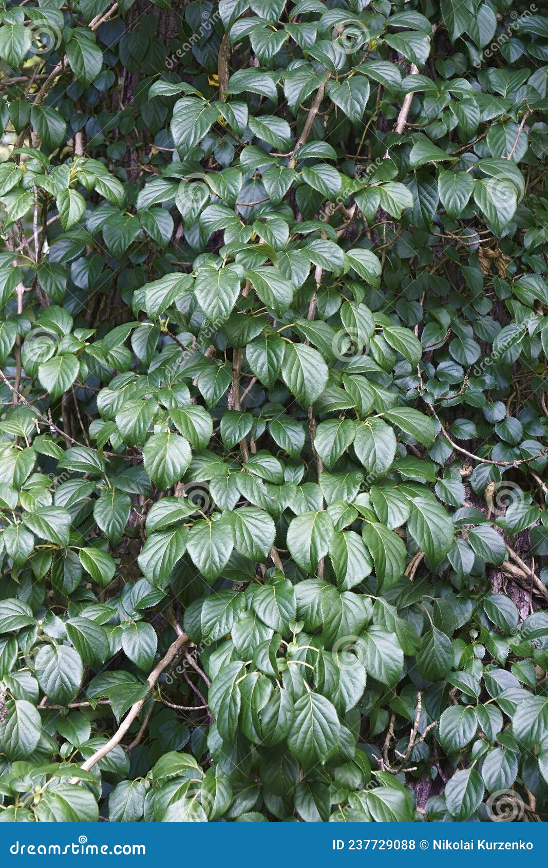 Close-up Image of Moonlight Chinese Hydrangea Vine Stock Photo - Image ...