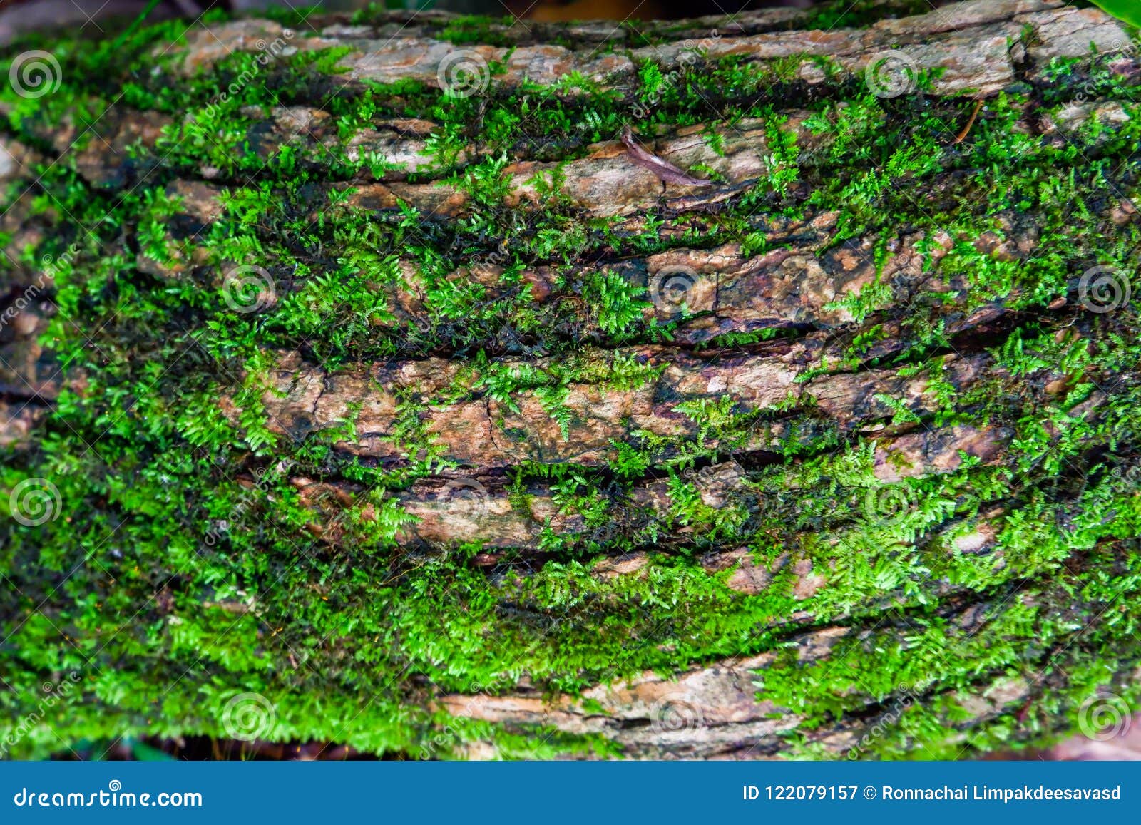 Close-up Image of Moss on Bark Tree Stock Image - Image of clean ...