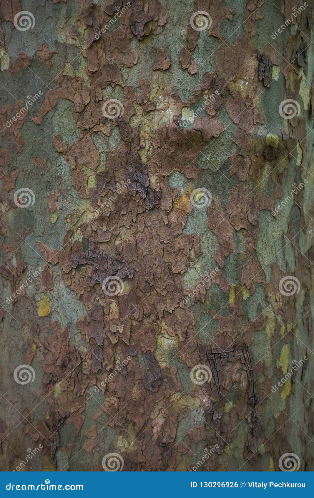 Close Up Image of Mottled Sycamore Tree Bark for Background Stock Photo ...