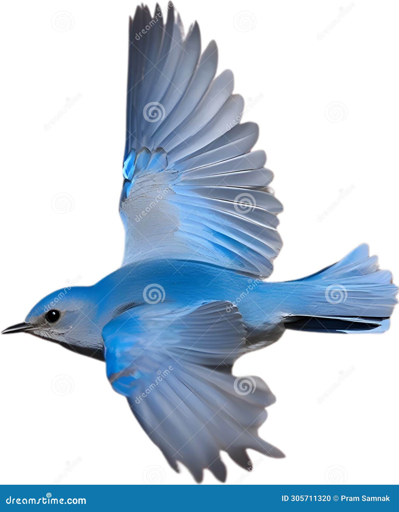 Close-up Image of a Mountain Bluebird. AI-generated. Stock Illustration ...