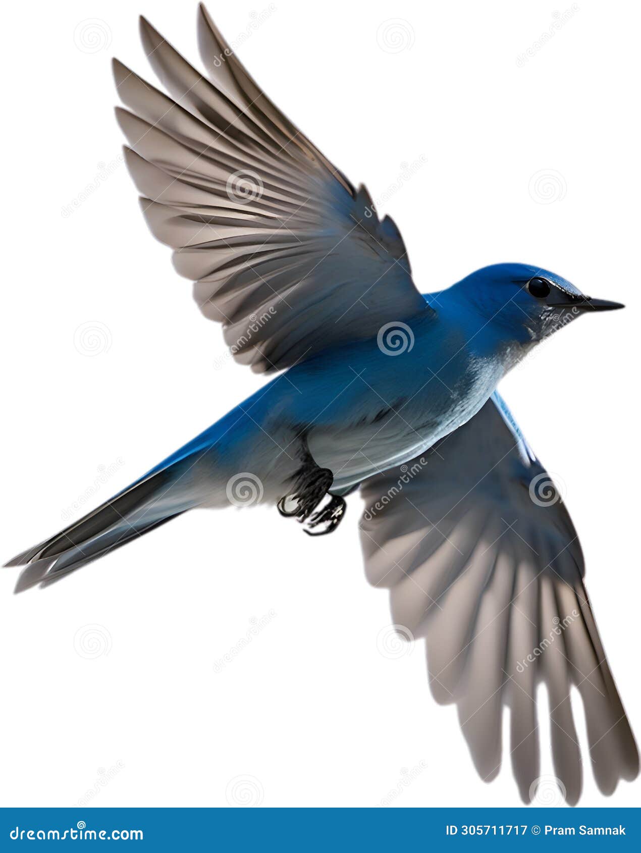 Close-up Image of a Mountain Bluebird. AI-generated. Stock Illustration ...