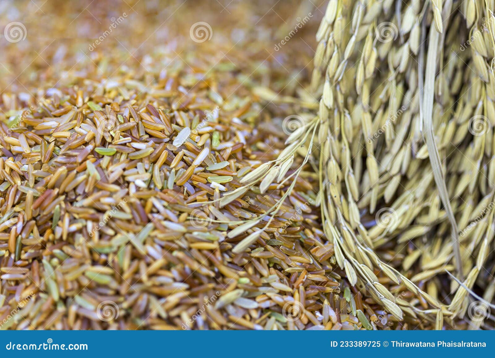 Close-up Image of Paddy and Raw Rice Grain. Paddy Rice Background Stock ...