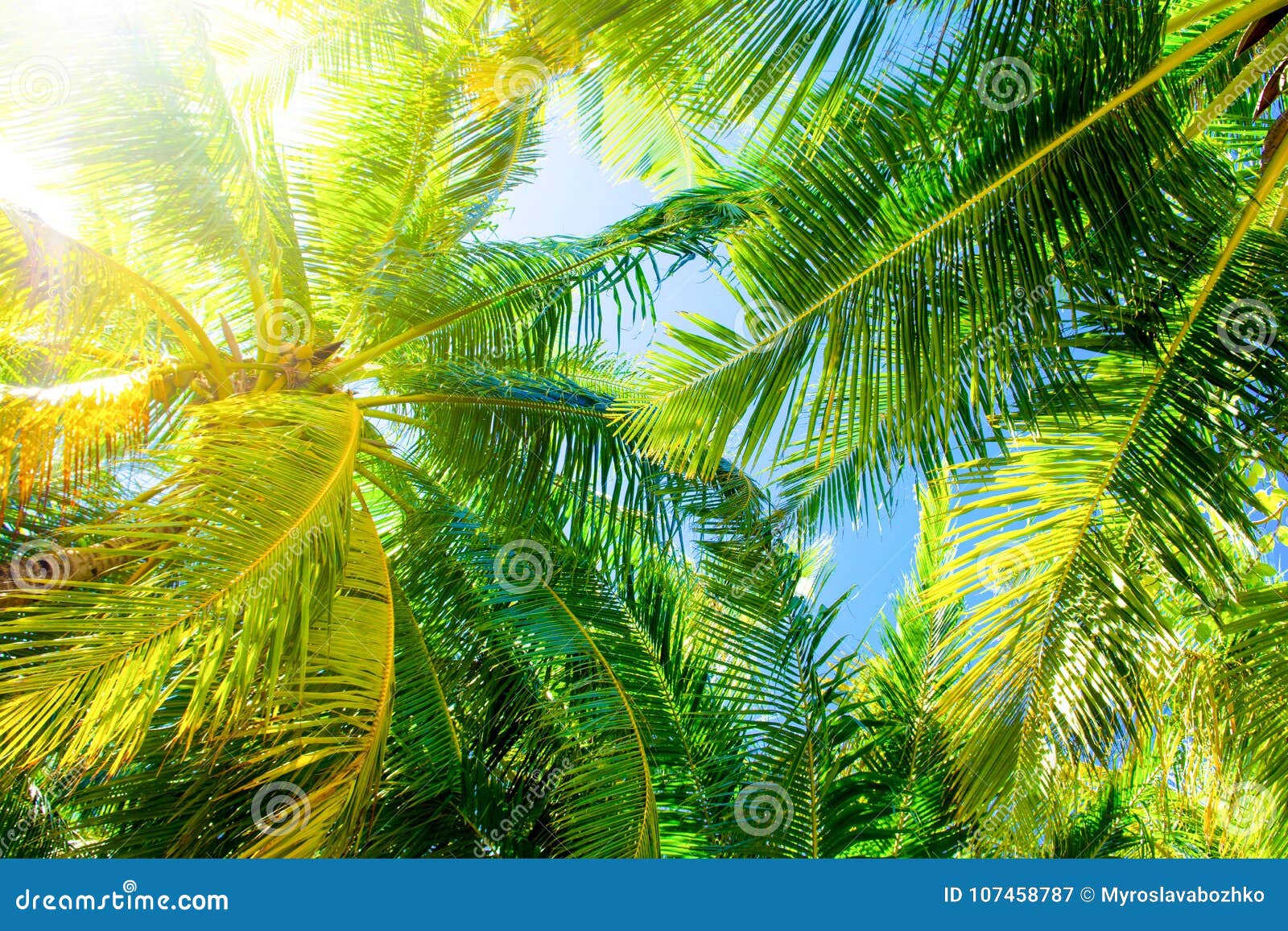 Close Up Image of Palm Tree Stock Image - Image of fresh, natural ...