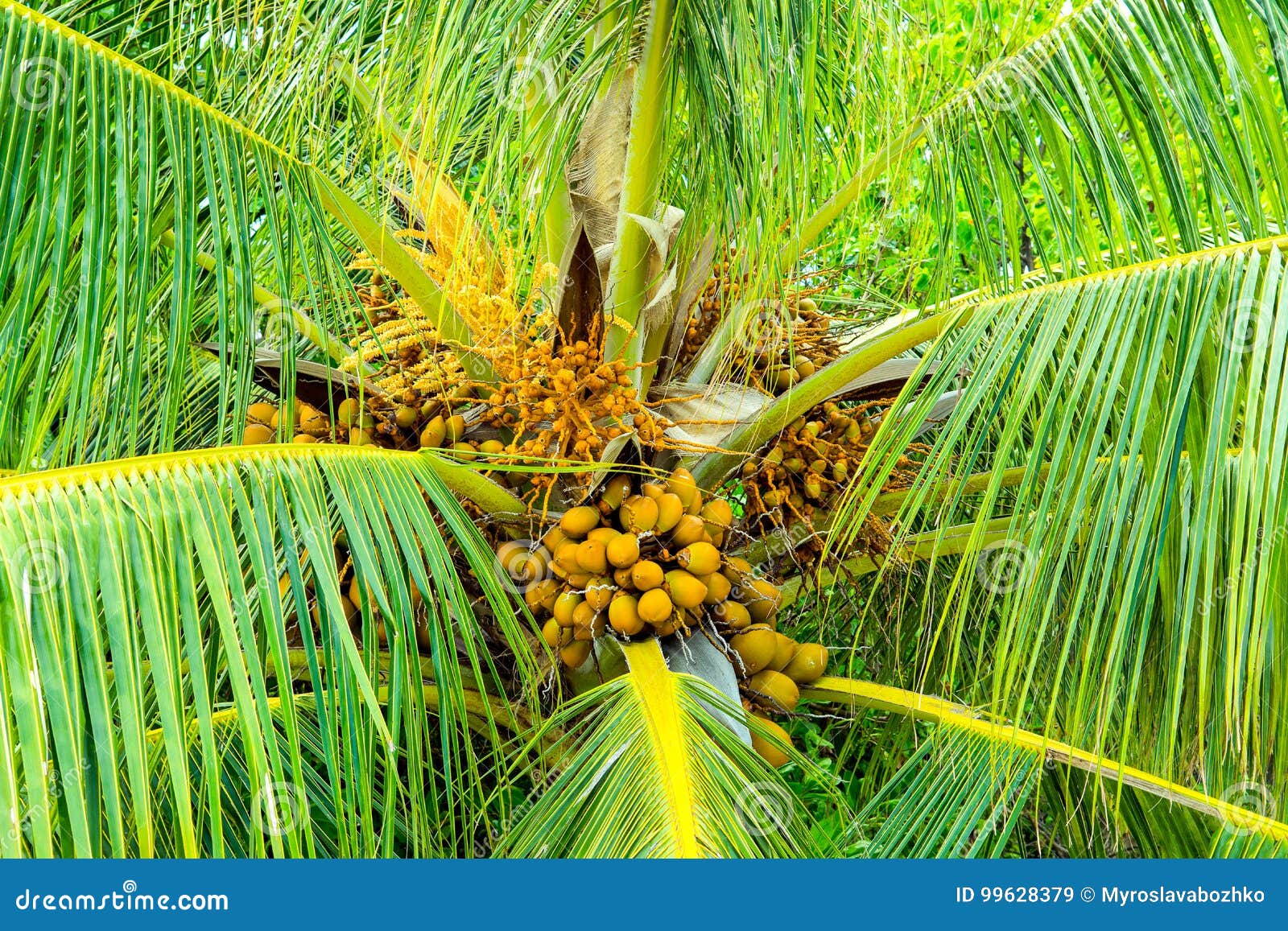 Close Up Image of Palm Tree Stock Image - Image of coco, branch: 99628379