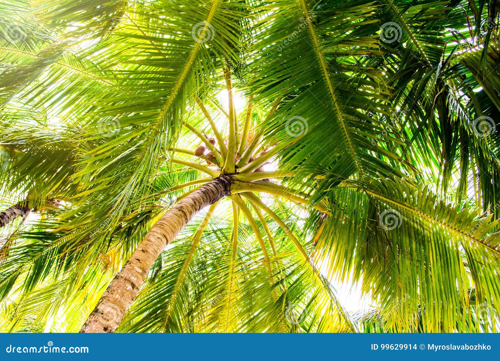 Close Up Image of Palm Tree Stock Photo - Image of jungle, plant: 99629914