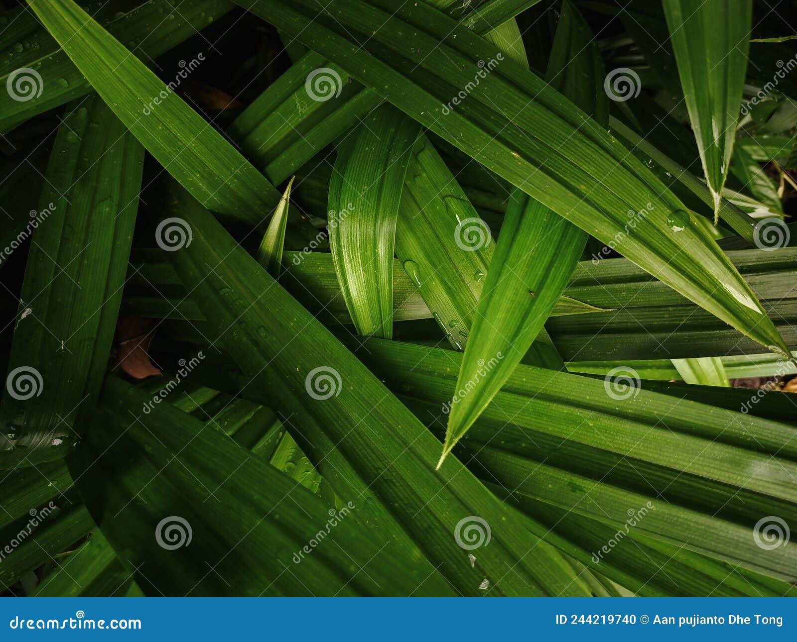 Close Up Image of the Pandanus Leaves Stock Photo - Image of close ...