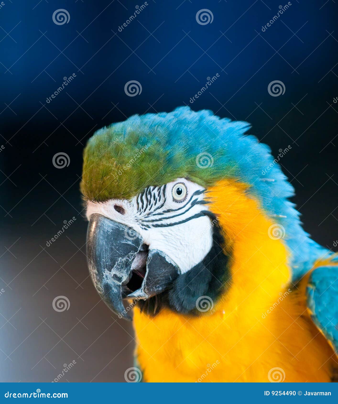 Close up image of parrot stock photo. Image of happy, nature - 9254490