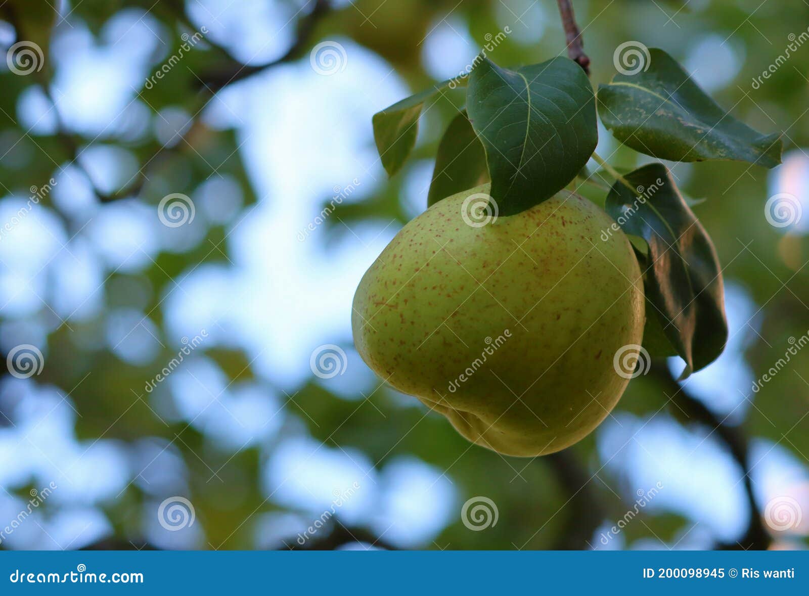 Close Up Image of Peer Fruit Stock Image - Image of close, plant: 200098945