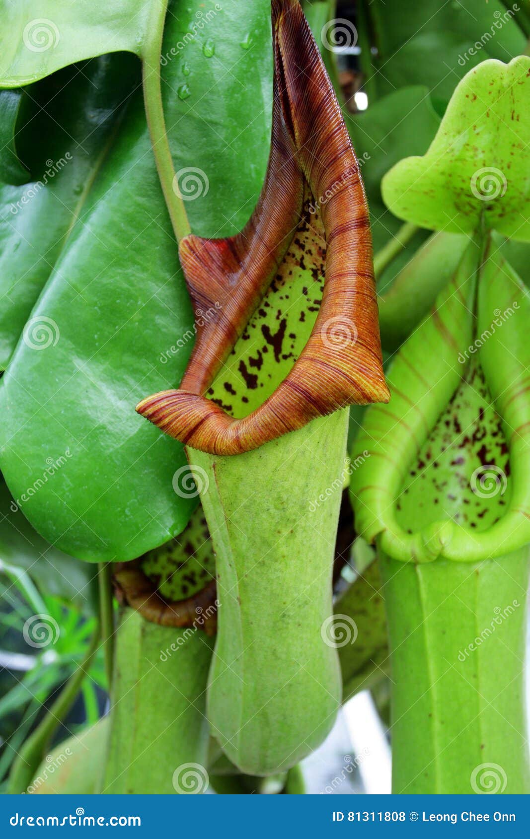 Close Up Image of Pitcher Plants Stock Photo - Image of nepenthesalata ...