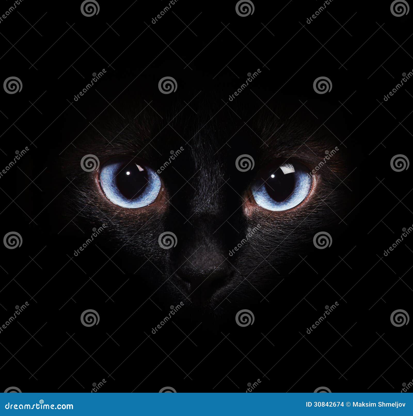 Black Siamese Cat With Blue Eyes