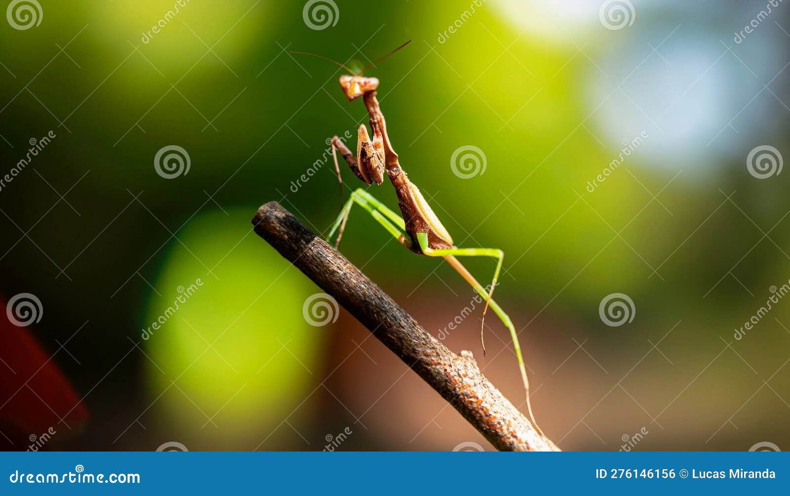 Close-up Image of a Praying Mantis Stock Illustration - Illustration of ...