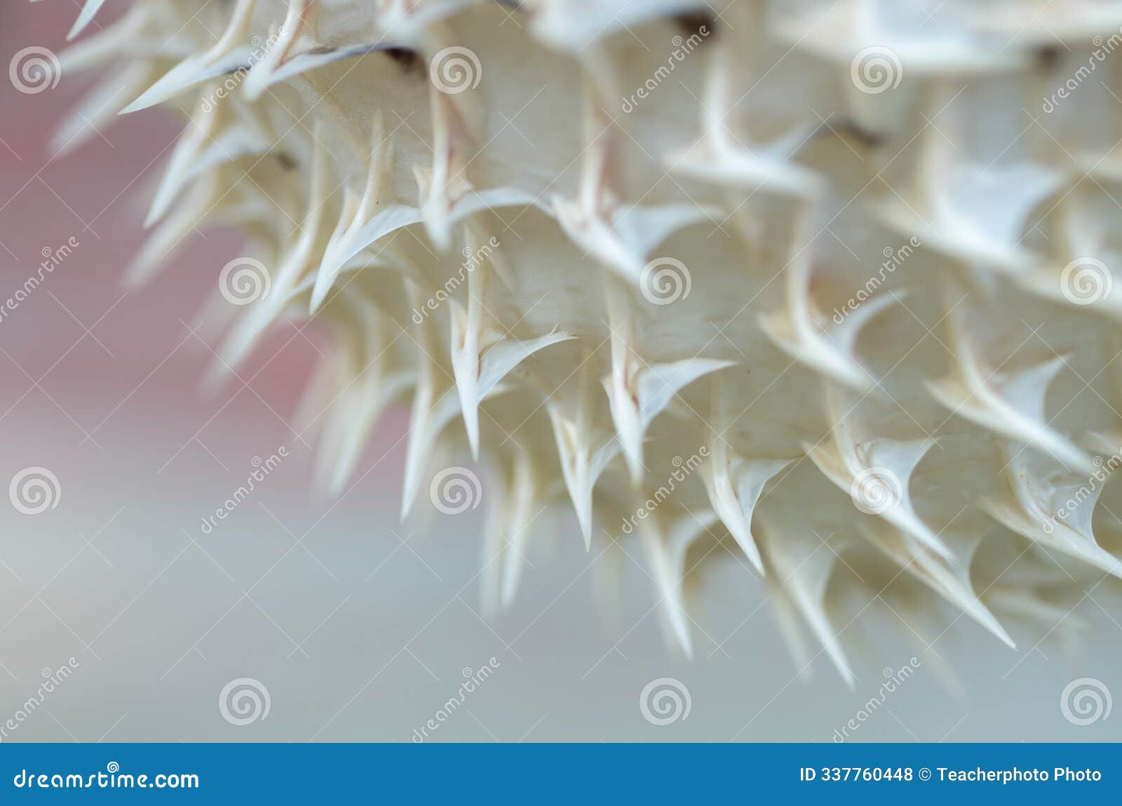 The Close-up Image of a Pufferfish S Spines Highlights Its Formidable ...