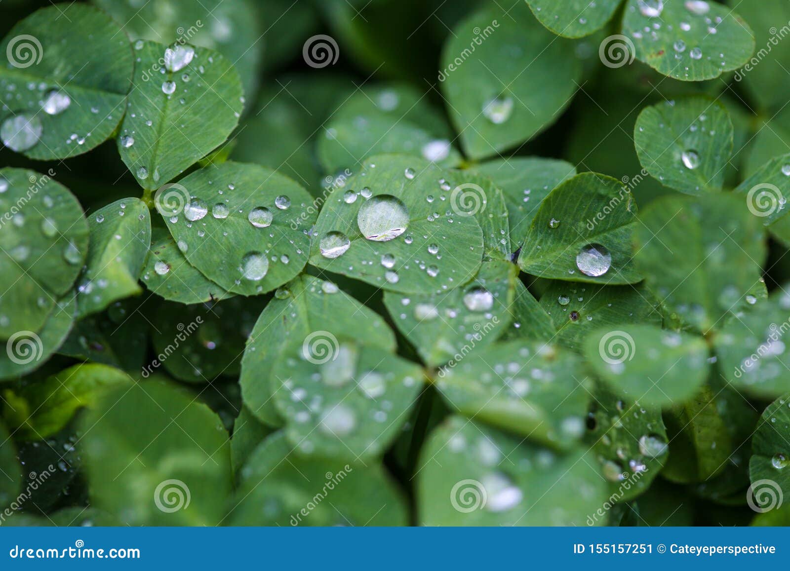 Close-up Image of Rain Drops on Three Leaves Clovers during a Rainy Day ...
