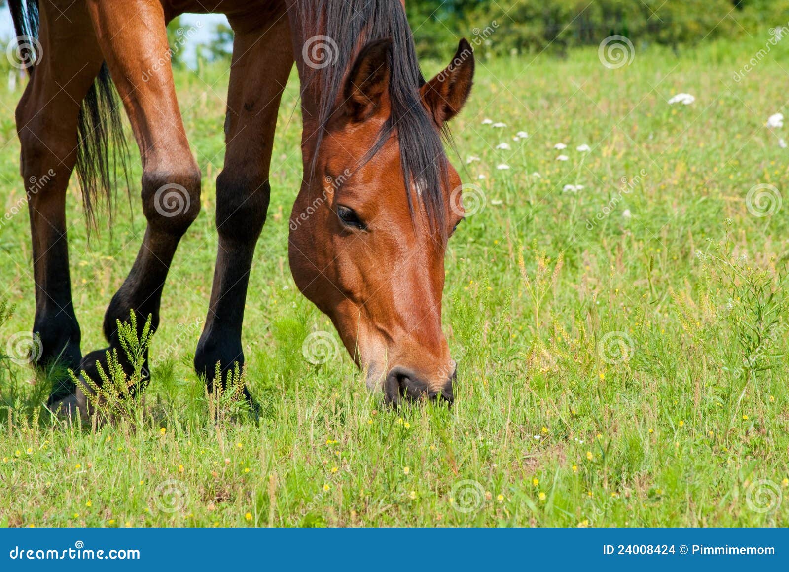 Close Up Image of a Red Bay Horse Grazing Stock Photo - Image of animal ...