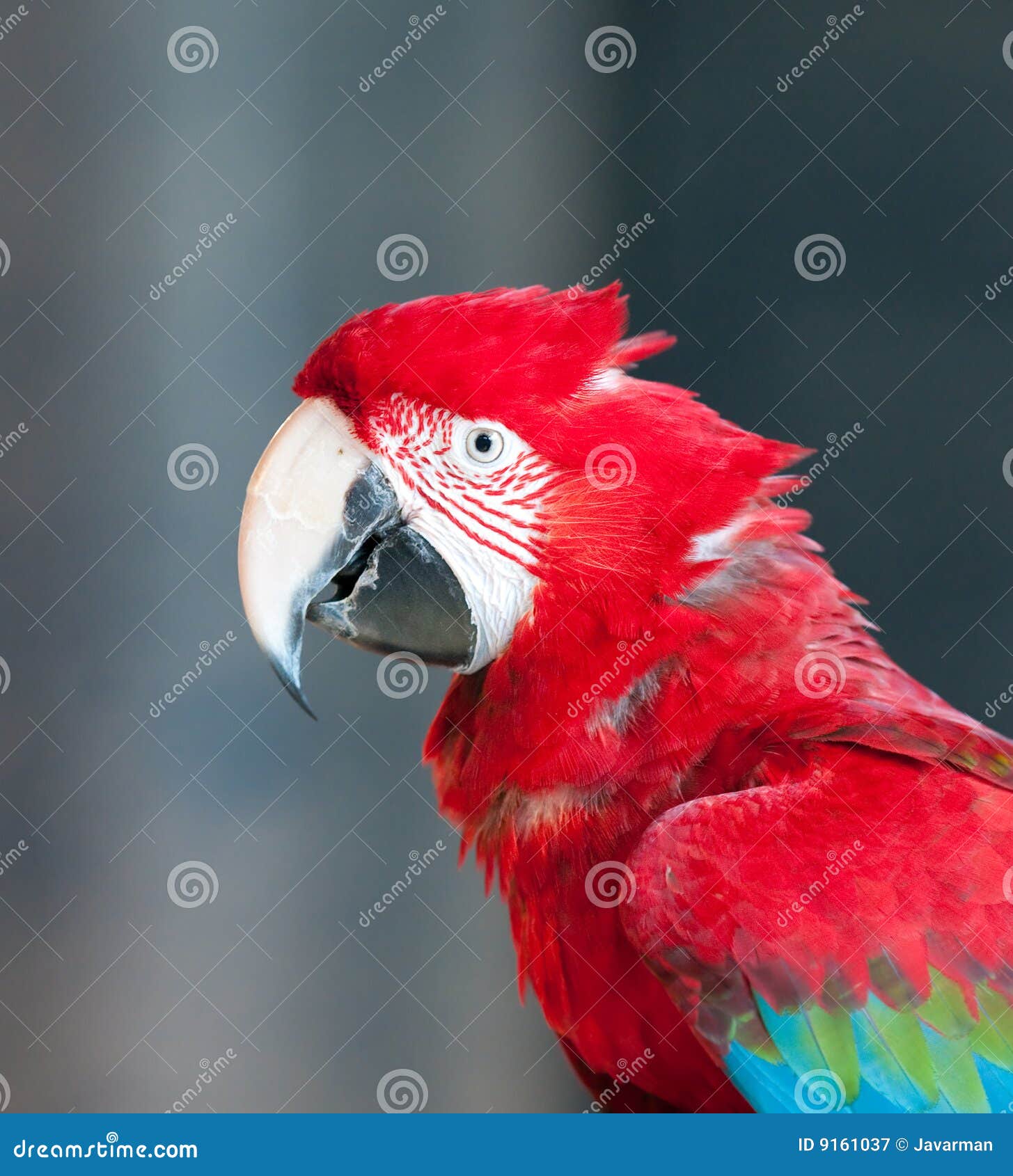 Close Up Image of Red Parrot Stock Image - Image of colorful, close ...