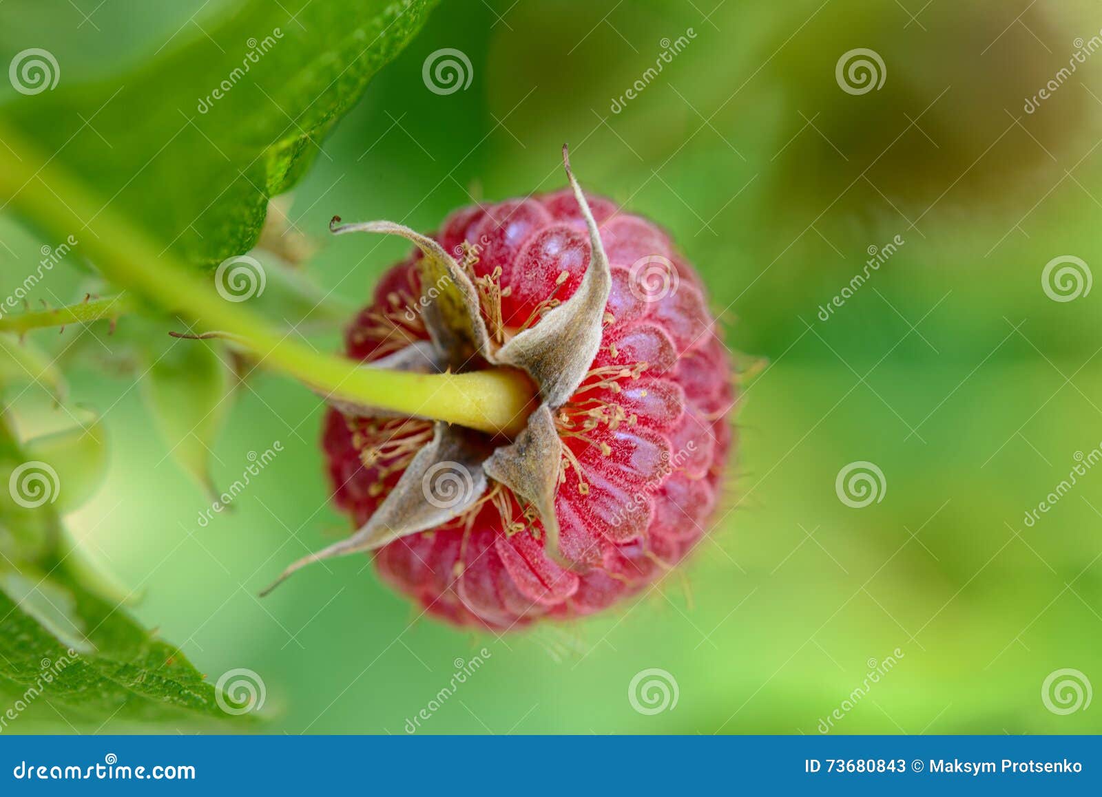 Close-up Image of Red Ripe Raspberry Growing in Garden Stock Image ...
