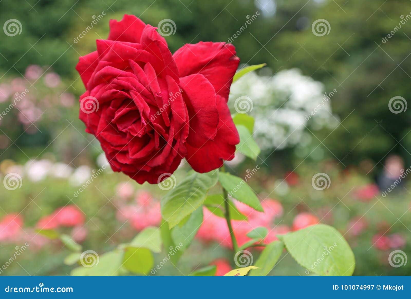 Deep red rose stock image. Image of pink, romantic, delicate - 101074997