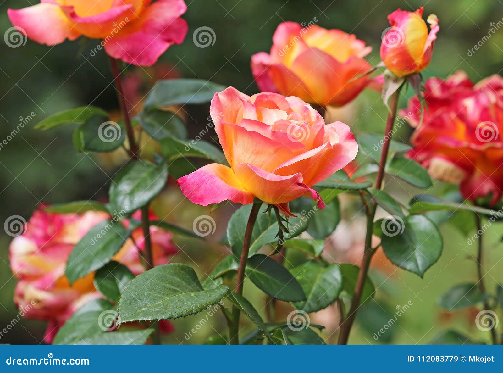 Delicate rose stock image. Image of color, green, blossom - 112083779