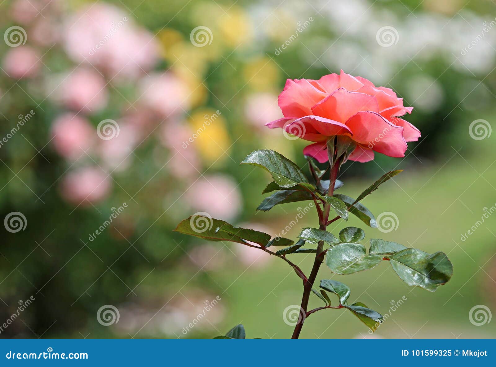 Rose on stem stock image. Image of grow, floral, nature - 101599325