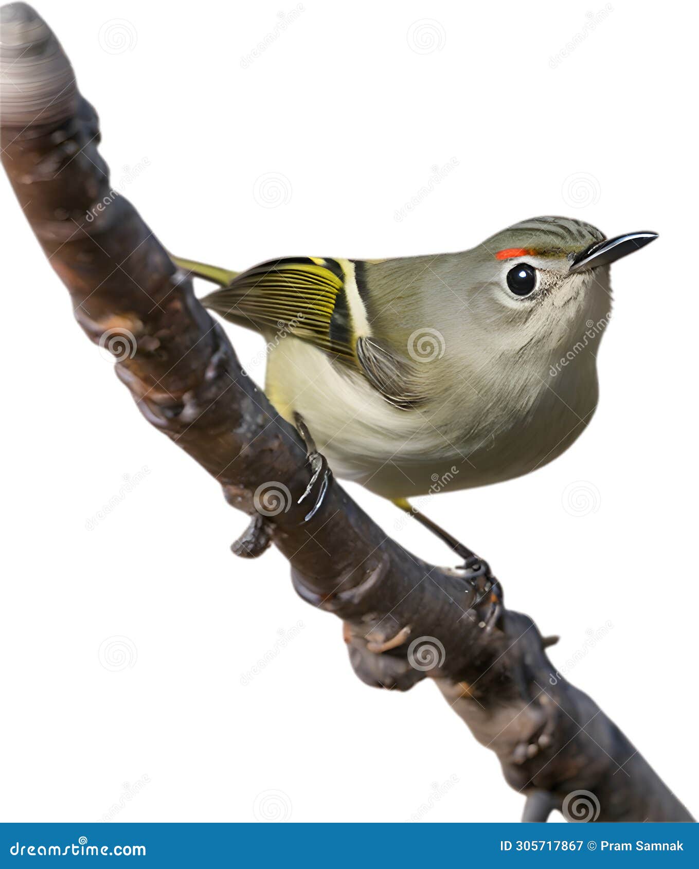 Ruby-crowned Kinglet Bird. Bird Clipart. AI-generated. Stock ...