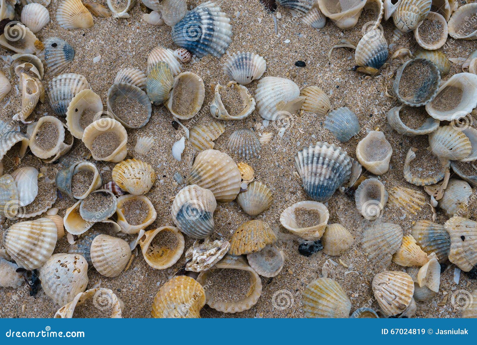 Close Up Image of Seashells. Stock Image - Image of crustacean ...
