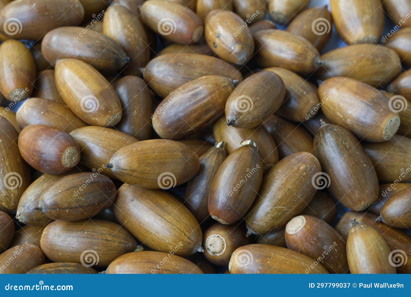 Close Up Image of Acorns Seeds from an Oak Tree. Stock Image - Image of ...