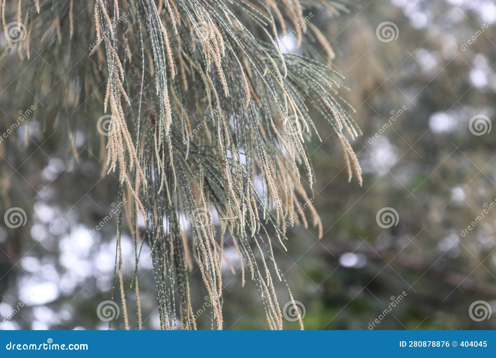 Close Up Image Selective Focus Flowering Casuarina Tree Stock Photo ...