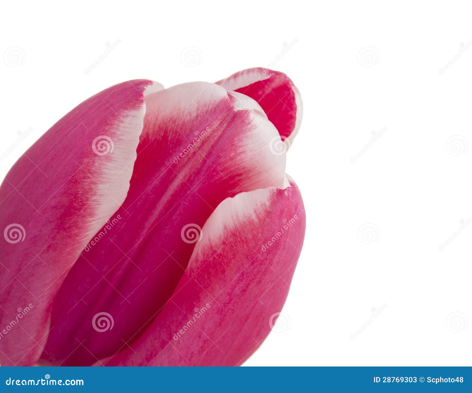 Close Up Image of Single Pink Tulip Stock Image - Image of springtime ...