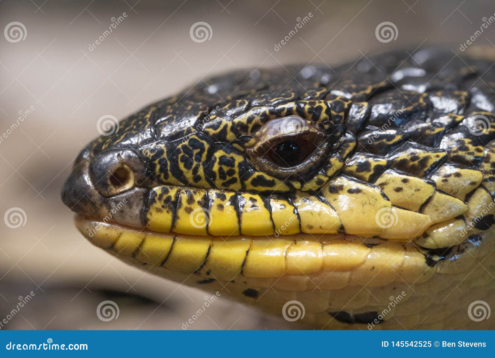 Skink head stock image. Image of creature, close, head - 145542525