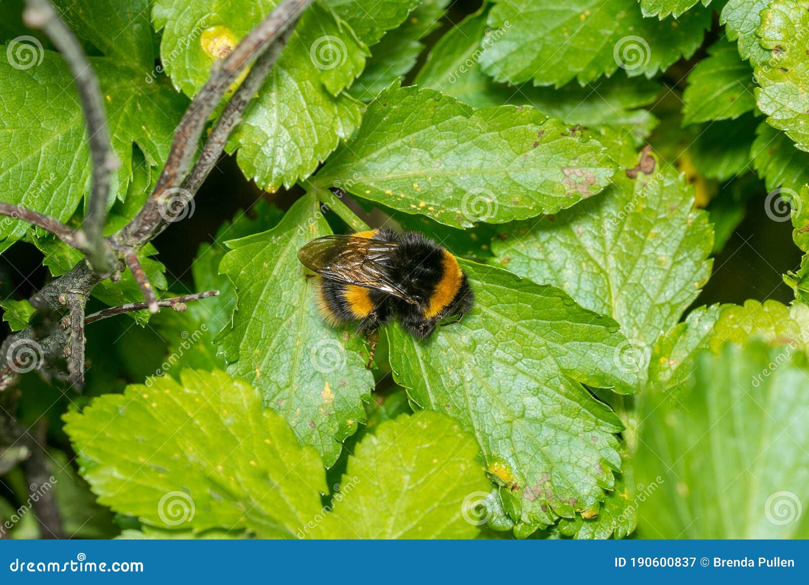 A Close Up Image of a Sleeping Bumble Bee within a Bed of Leaves Stock ...