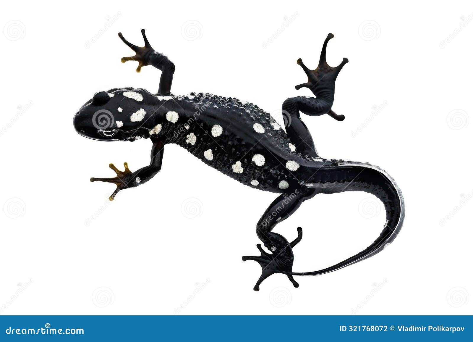 A Close-up Image of a Small Black and White Spotted Lizard Sitting on a ...