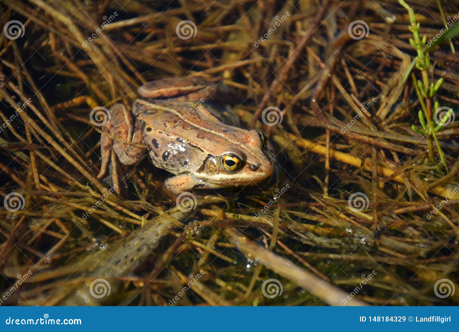 Small Brown Frog Close Up stock image. Image of sitting - 148184329