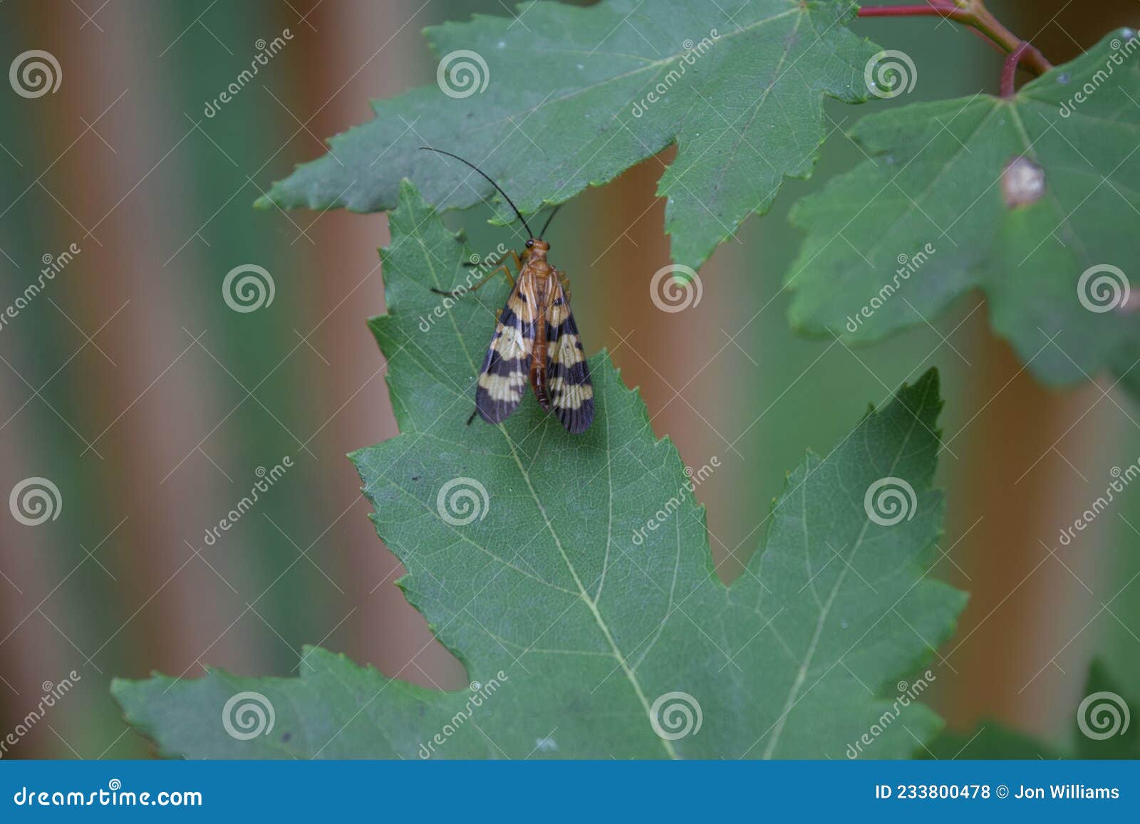 The Insect Is Red, With Patterns On Its Back In The Form Of Triangles ...