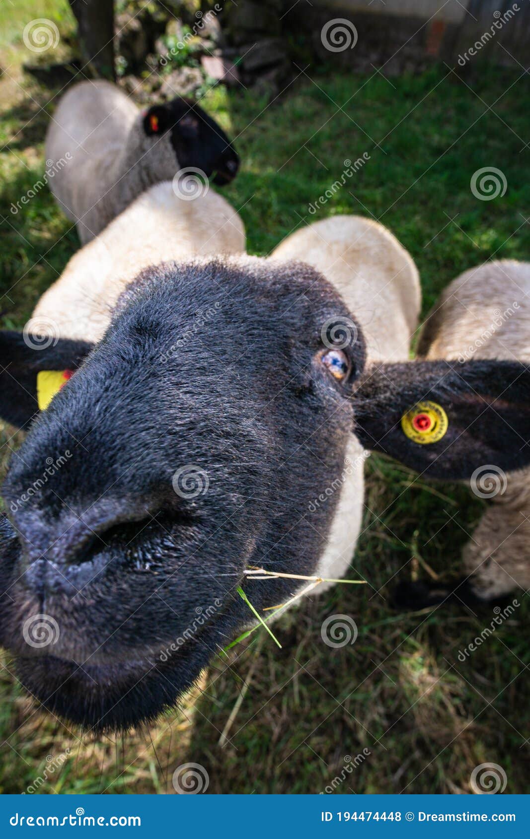 Smiling black faced sheep stock photo. Image of grinning - 194474448