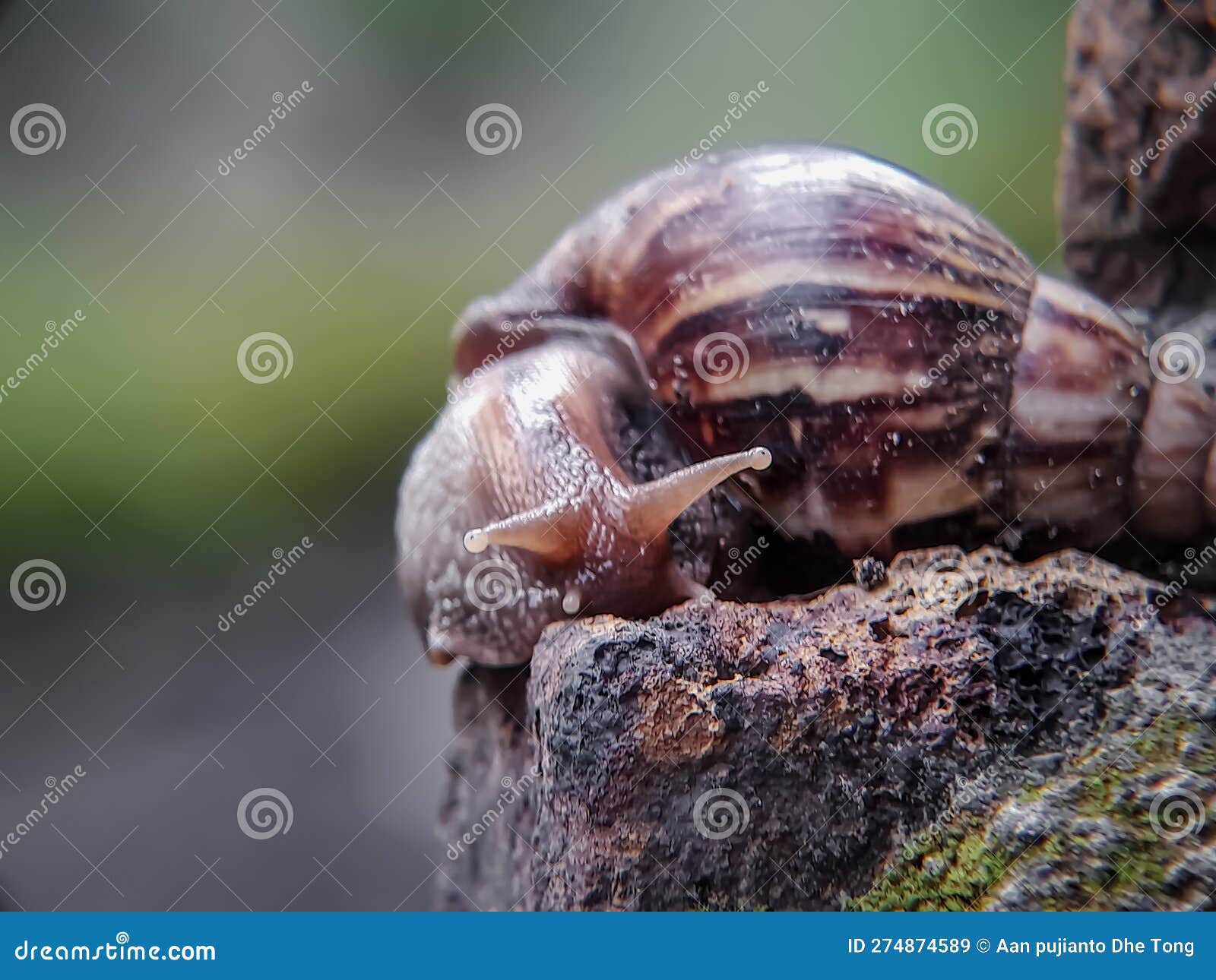 Close Up Image of the Snail. Mollusca, Mollusk Stock Image - Image of ...
