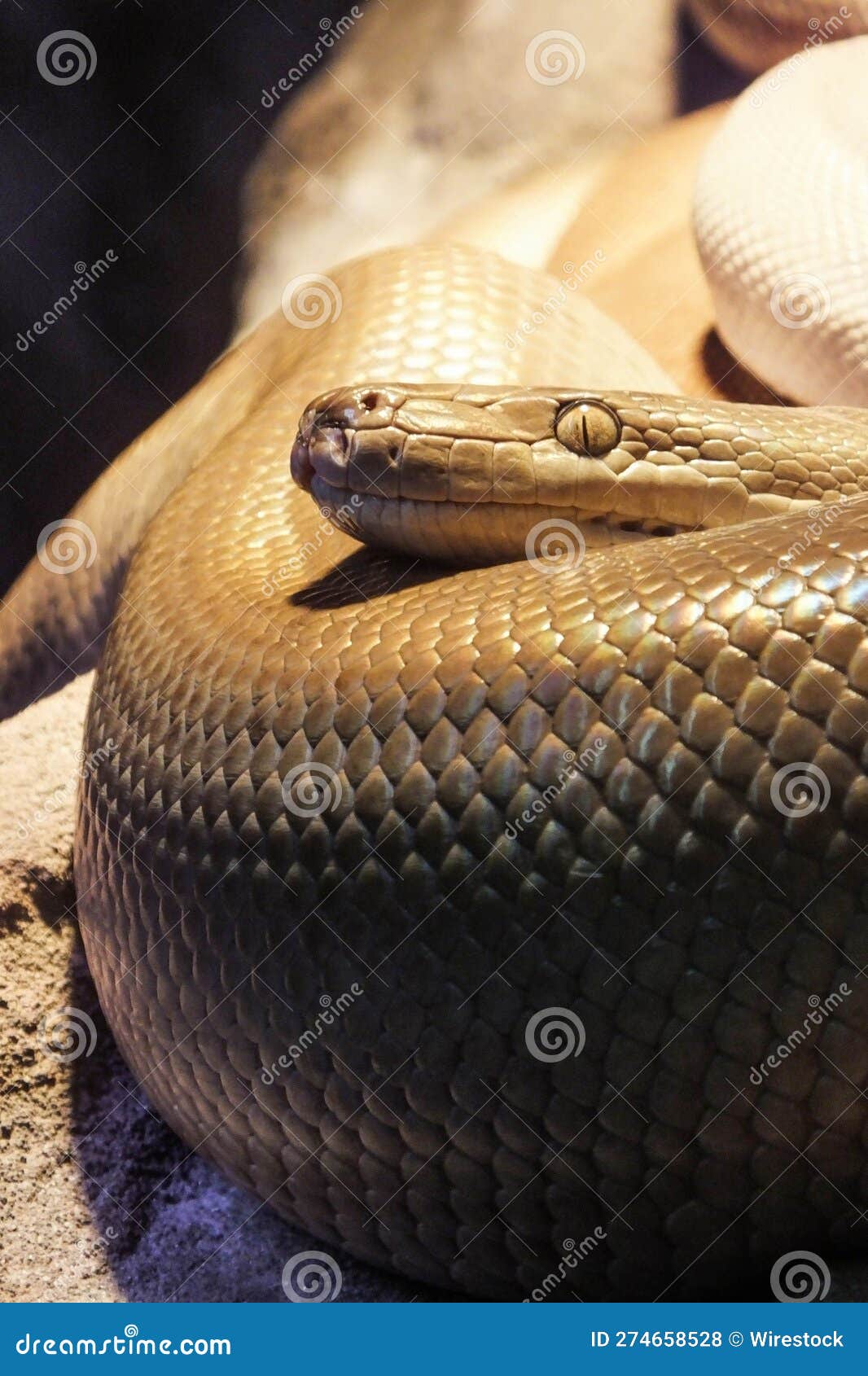 Close-up Image of a Snake Coiled upon a Rocky Surface Stock Photo ...