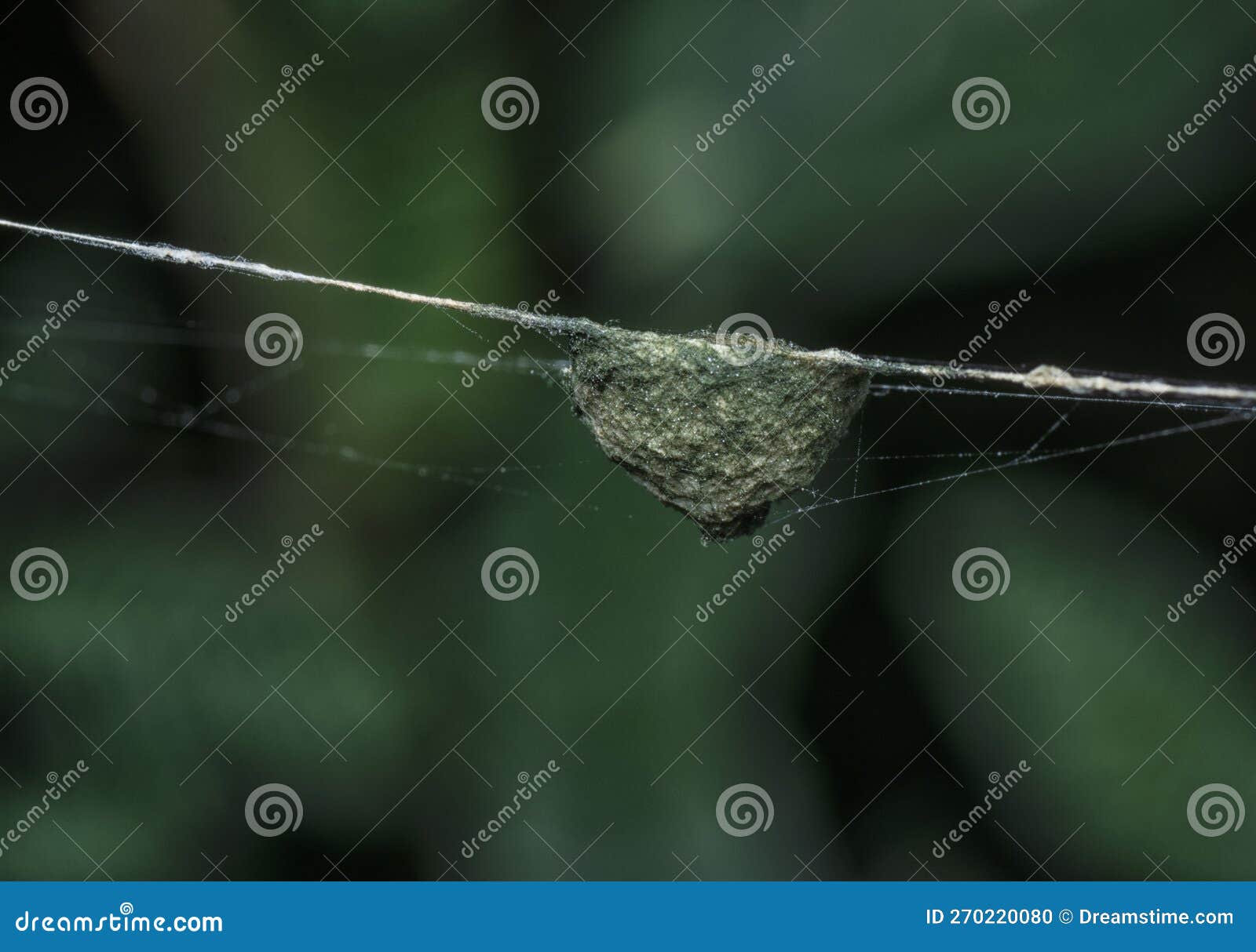 Spider Woven Sac Hanging on the Cobweb Stock Photo - Image of incubate ...