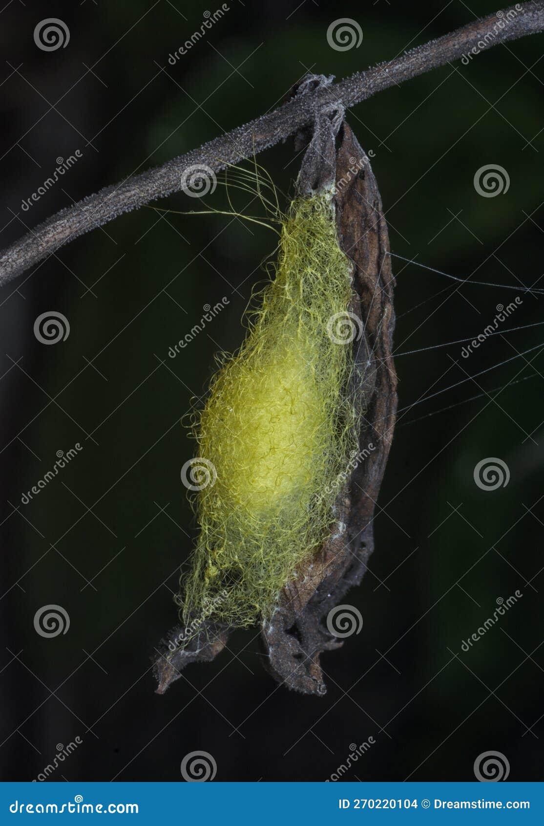 Spider Woven Sac Hanging on the Cobweb Stock Photo - Image of incubate ...