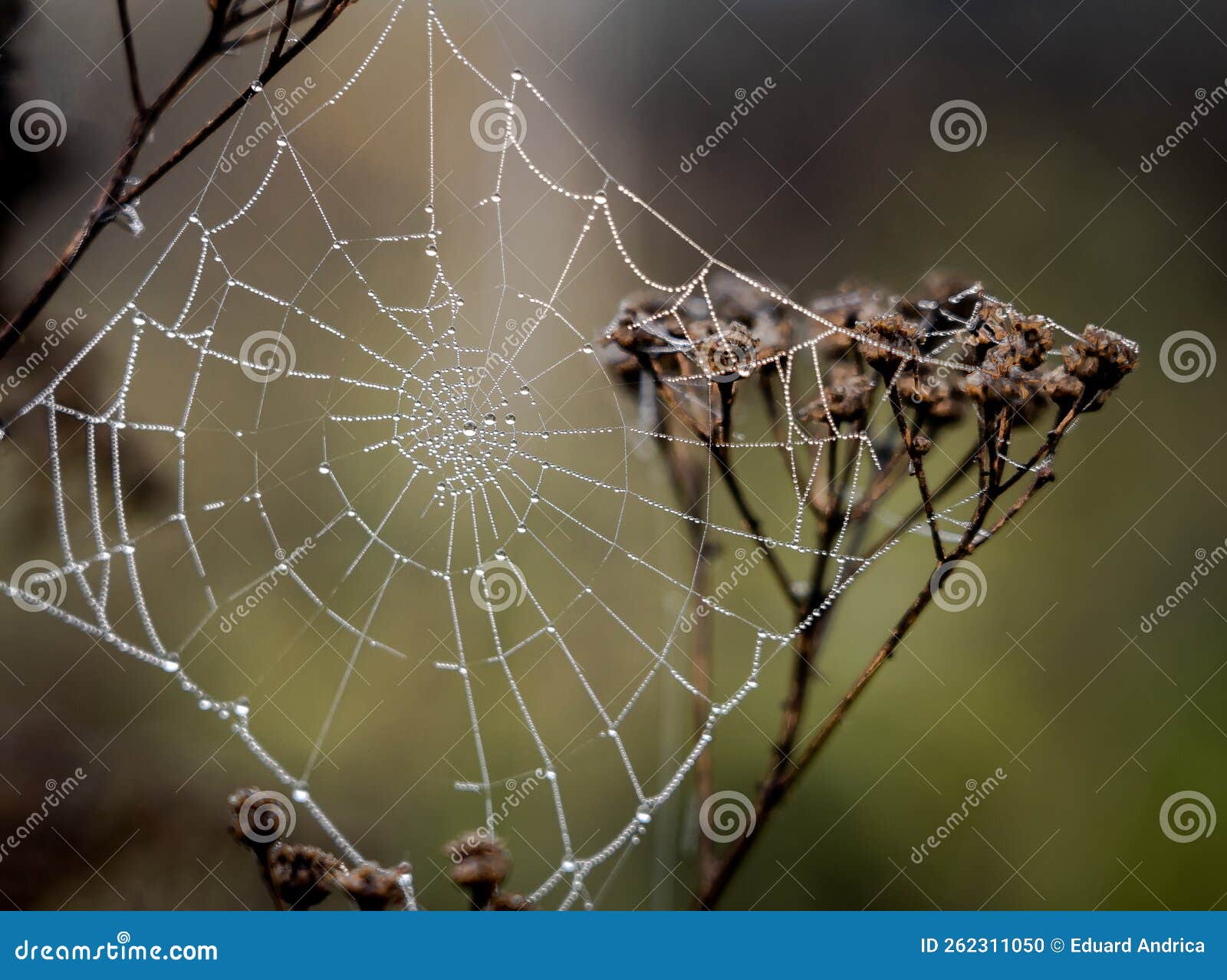 The web stock photo. Image of plant, drop, spiderweb - 262311050
