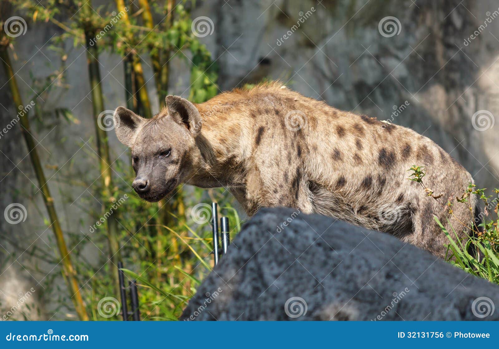 Close-up Image of a Spotted Hyena Standing Stock Photo - Image of south ...