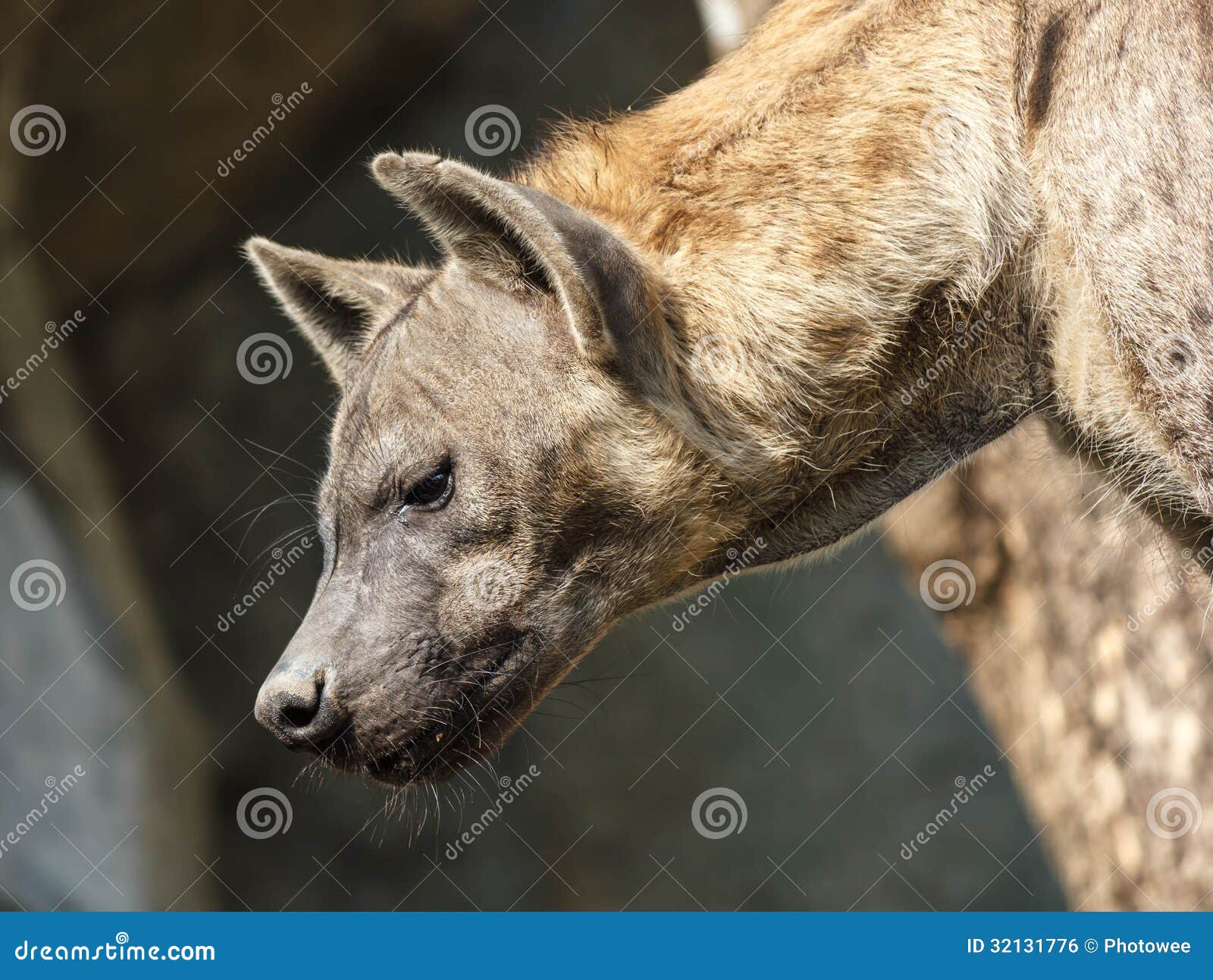 Close-up Image of a Spotted Hyena Standing Stock Photo - Image of ...