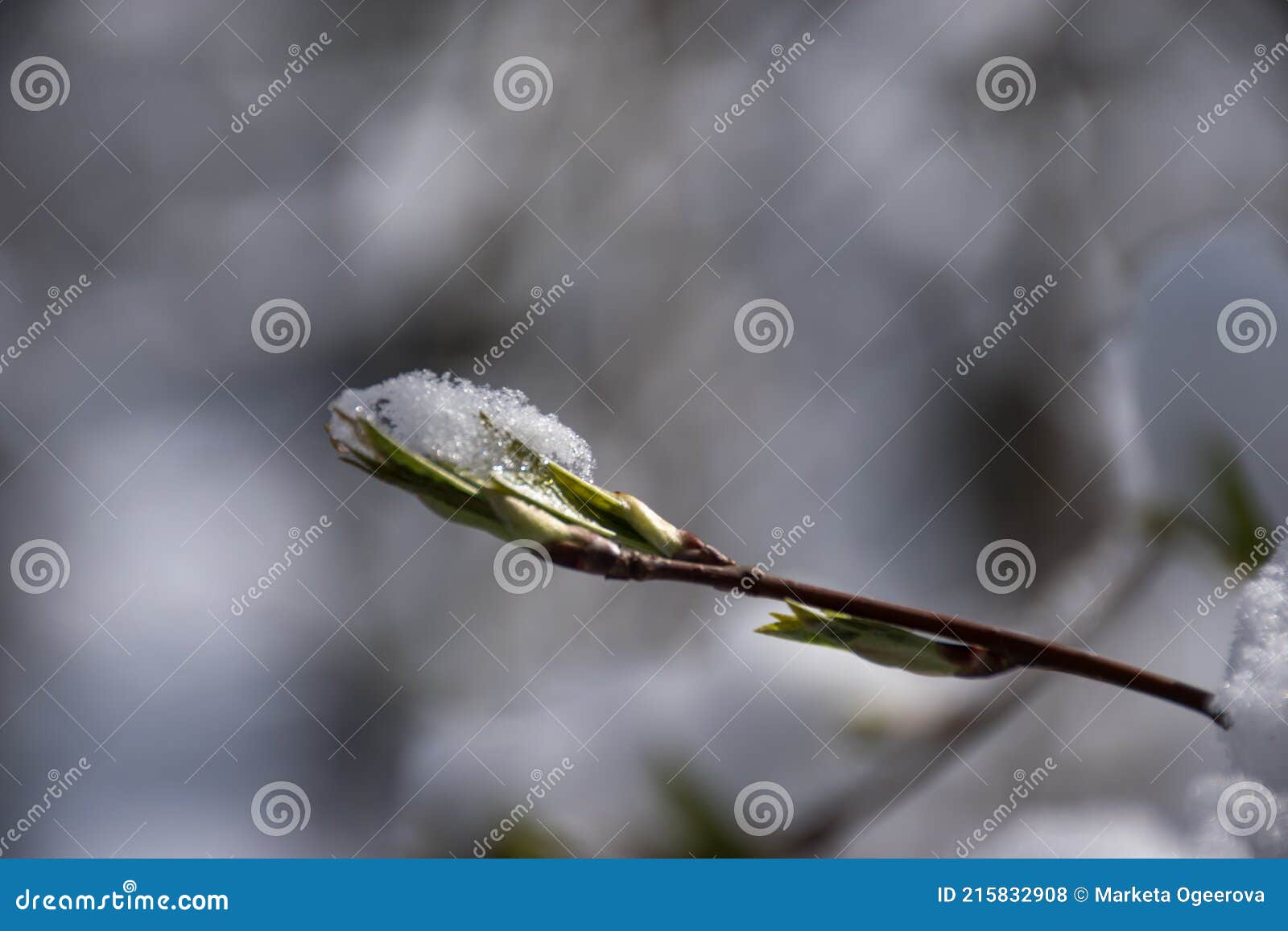 Close Up Image of a Spring Budding Branch. Stock Photo - Image of ...