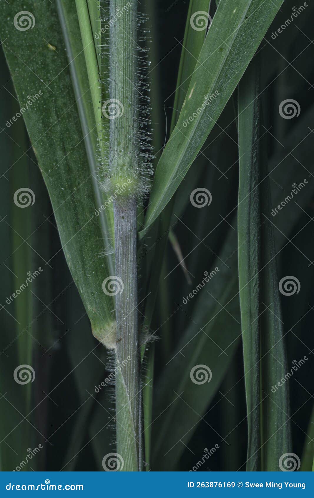 Close Up of the Stems of Poaceae Grasses Branch. Stock Image - Image of ...