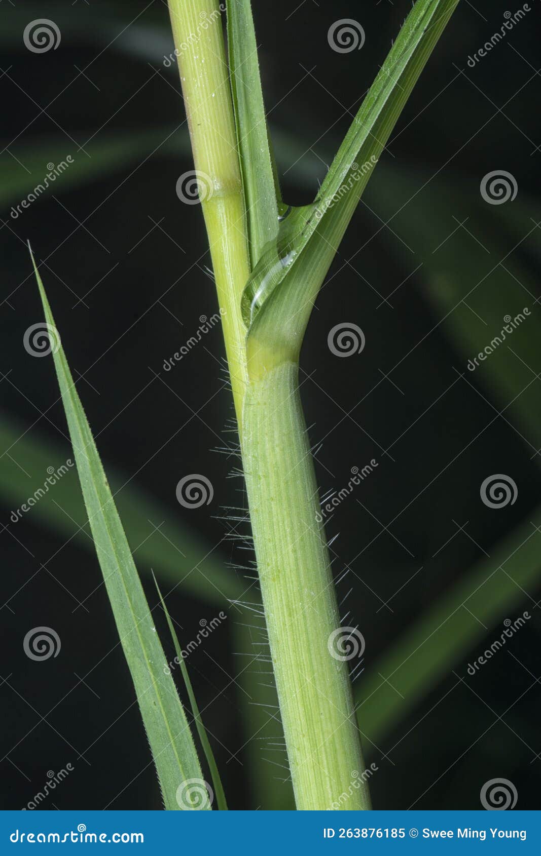 Close Up of the Stems of Poaceae Grasses Branch. Stock Image - Image of ...