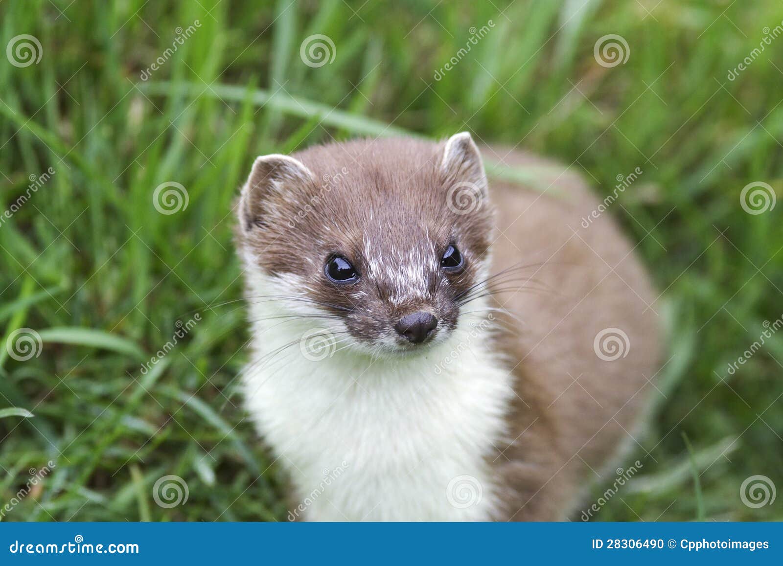 A Close Up Image of a Stoat Stock Photo - Image of animal, weasel: 28306490
