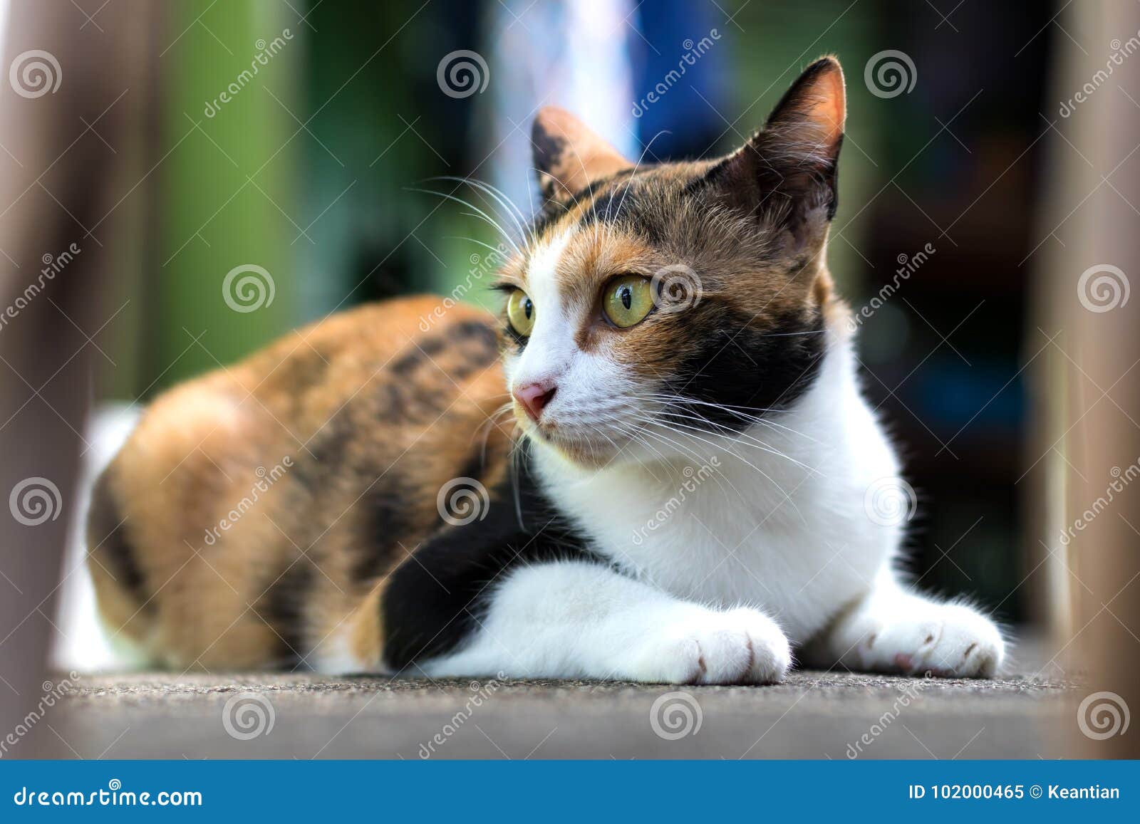 Close-up of Three-colored Cat Staring Side. Stock Image - Image of ...