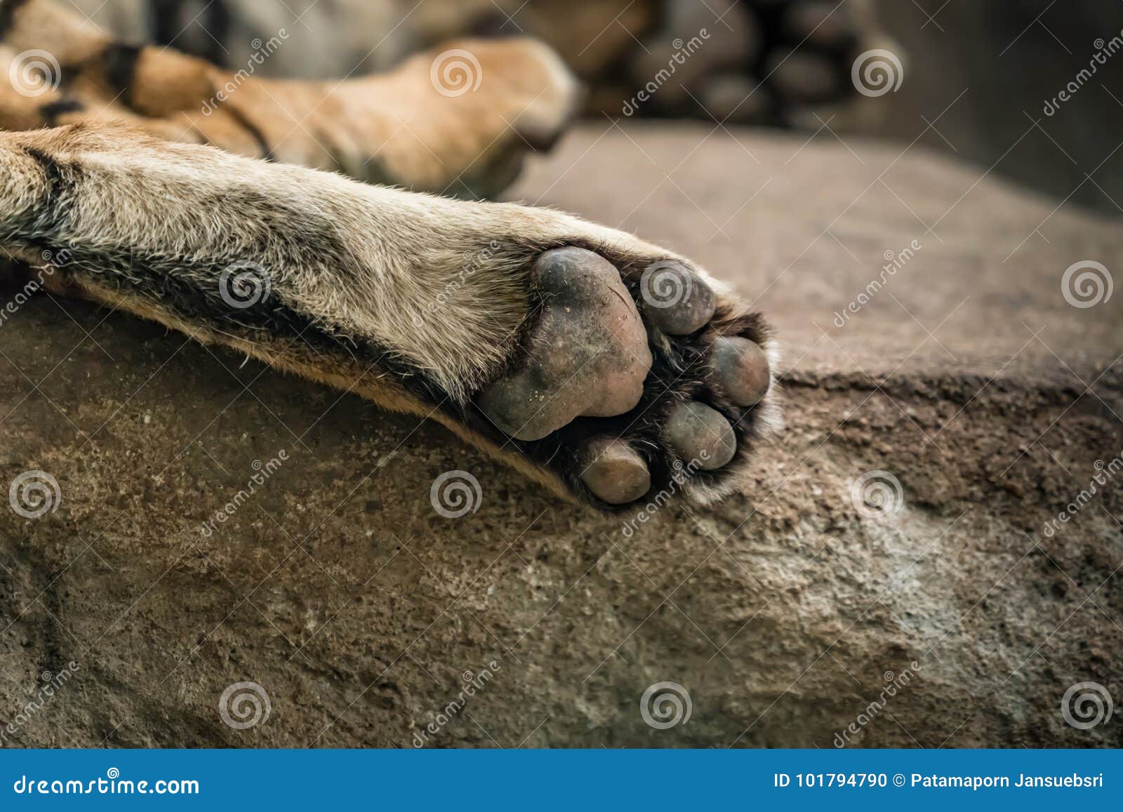 Tiger foot stock photo. Image of tiger, animal, nature - 101794790