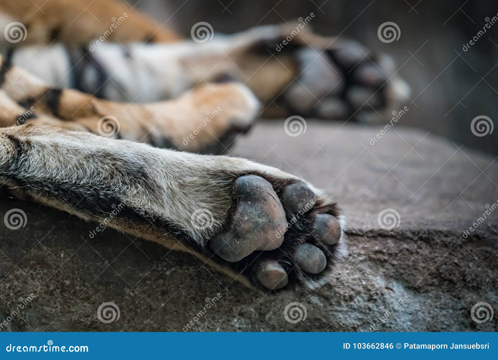 Tiger foot stock photo. Image of claw, tiger, endangered - 103662846