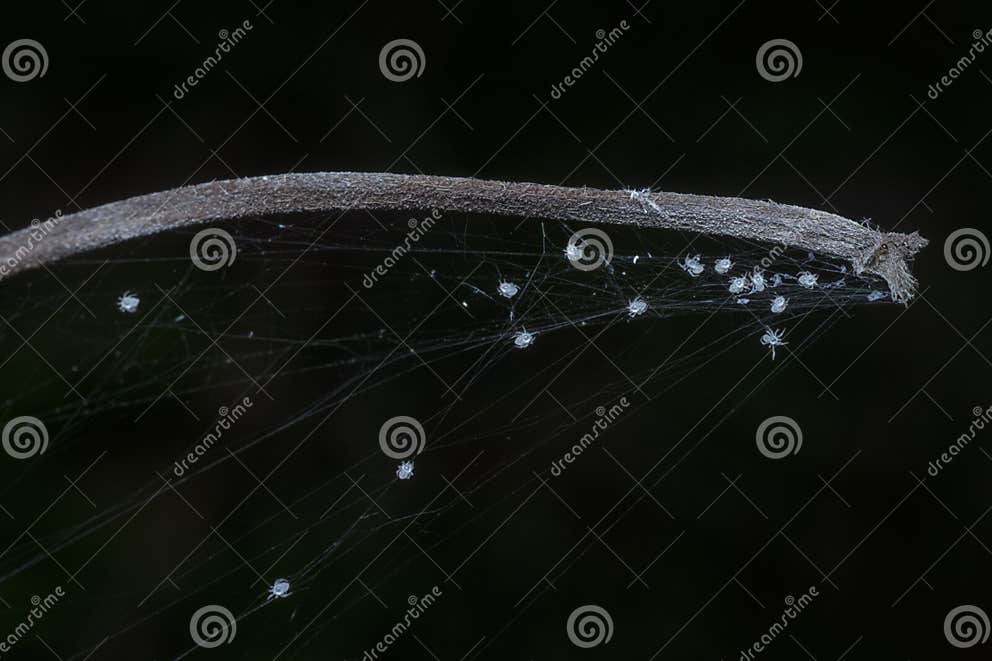 Close Up with Tiny White Baby Spiders Crawling the Web String. Stock ...